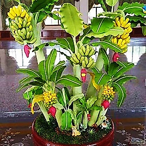 SeedsUP - 3+ Ornamental Banana Exotic (Dwarf Indoor Plant) Edible - Tree Green