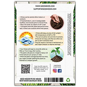 Seed Needs, Garlic Chives Seeds - 400 Heirloom Seeds for Planting Allium tuberosum - Culinary Herb, Non-GMO & Untreated, Chinese Chives for Cooking (1 Pack)