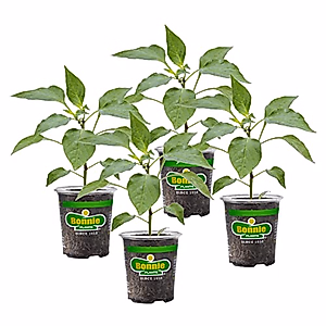 Bonnie Plants Jalapeno Hot Pepper Live Vegetable Plants - 4 Pack, Most Popular Chile Pepper, Non-GMO, 24 - 48 Inch Plants, 3 Inch Pepper Size