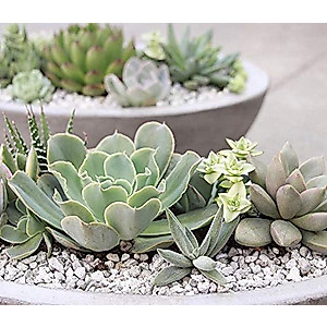 3 Gallon Bag Garden Pumice (3/16" Stone) 13lbs