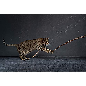 CAT DANCER Jungle Cat Wand 2 Pack, Multi Color (305),Medium Breeds