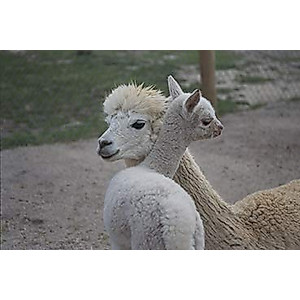 WARRIOR ALPACA SOCKS | Infant & Toddler Cuff-able Knee High | Baby Alpaca Wool (9-18 Months, Off White)