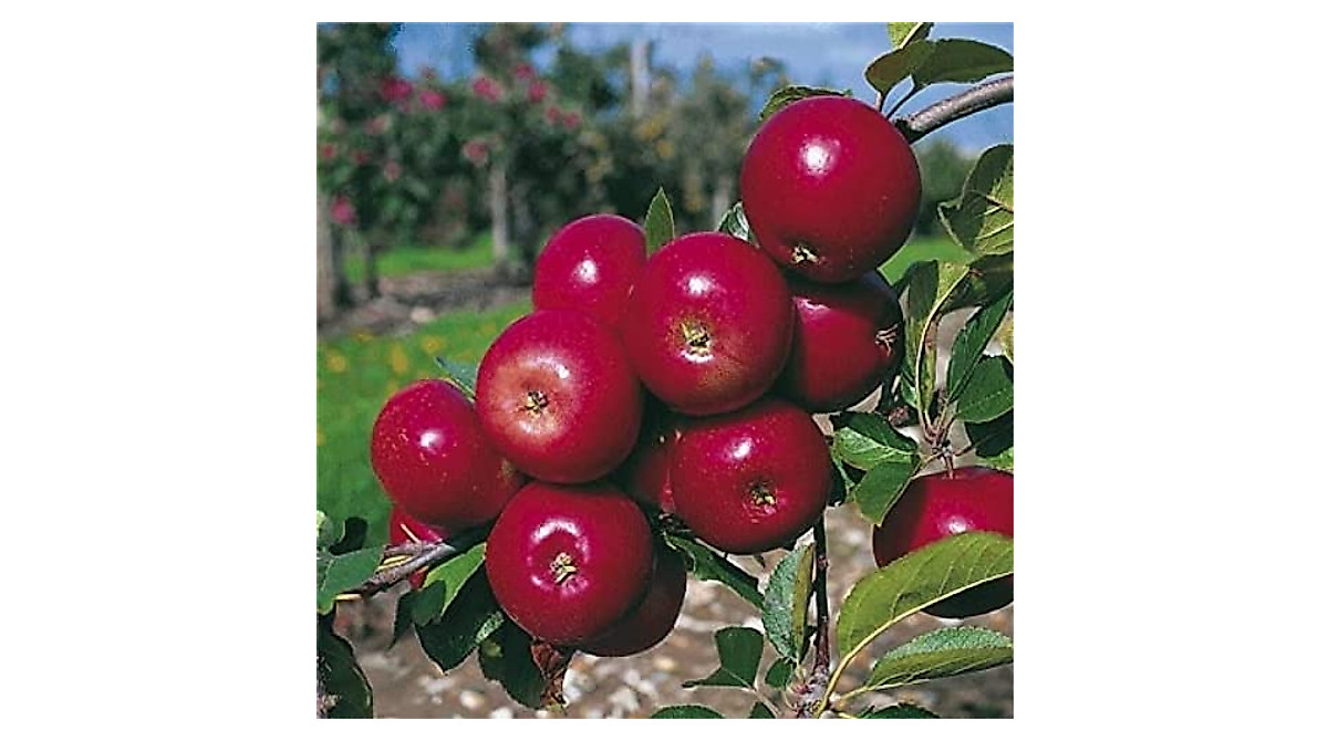 Natural Fruit Seeds Red Devil Apple Tree Seeds 30Pcs — 🛍️ The Retail Market