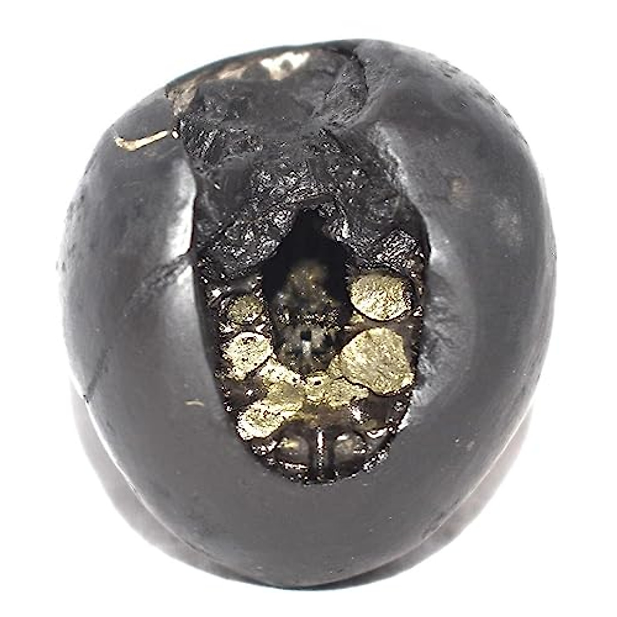 Adwaitya Golden ChinnaMasta Dasha MahaVidya Shaligram, Fossil, Fossil