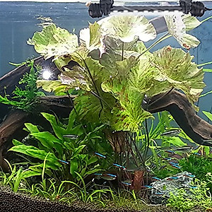 LED Aquarium Light, Smiful Fish Tank Light Submersible Underwater Crystal Glass LEDs Lights, 7.5"- White