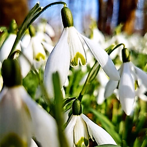 YEGAOL Garden 50Pcs Snowdrop Seeds Galanthus Nivalis Seeds Hardy Low Maintenance Deer & Rabbit Resistant Perennial Indoor Beds Border Plant Ground Covers Flower Seeds
