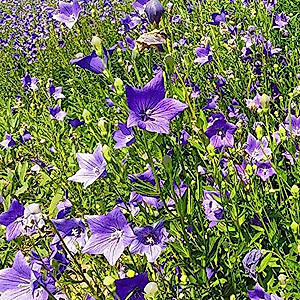 100+ Peachleafed Bellflower Campanula Flower Seeds Purple Blue Perennial Garden Beauty
