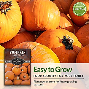 Survival Garden Seeds - Small Sugar Pumpkin Seed for Planting - Packet with Instructions to Plant and Grow Pie Pumpkins in Your Home Vegetable Garden - Non-GMO Heirloom Variety