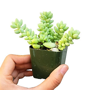 Sedum Burrito Donkey's Tail Succulent (2 inch) | Live Healthy Unique Hanging Succulents for Home Office Decoration