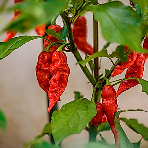 Birch & Meadow 1 Cup of Ground Ghost Chile Peppers, 500,000+ SHU, Sauces, Salsa