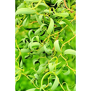Gold Curly Willow Trees - Fast Growing Attractive Good Luck Trees - East to Grow Landscape, Garden or Yard Trees. (4 Cuttings)
