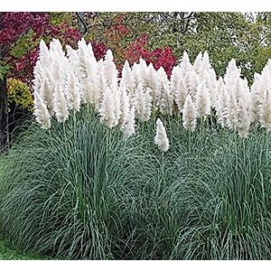 100+ Pcs Mix Pampas Grass Seeds Heirloom Ornamental Grass Seeds Rare Plants Decor Garden