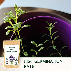 English Lavender Seeds for Planting Medicinal Herb Garden - 1,200 Heirloom, Non-GMO, Untreated Seeds - 100% USA Grown - Easy to Grow Perennial Violet-Purple Flowers - Suitable for Indoors and Outdoors