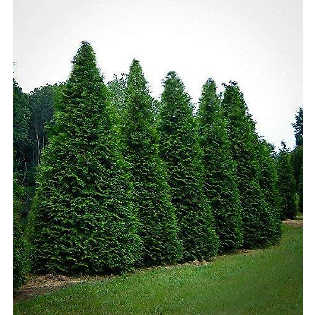 Thuja Plicata 'Green Giant' Arborvitae - 12 Live Quart Size Plants - Live Evergreen Privacy Tree