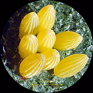 AmScope SE120 Portable Binocular Stereo Microscope, WF10x Eyepieces, 20X Magnification, 2X Objective, LED Lighting, Reversible Black/White Stage Plate, Track-Controlled Table Stand, Battery Powered