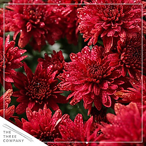 Live Flowering Hardy Chrysanthemum - Red - Colorful Fall Mums - 15" Tall by 12" Wide in 3 Qt Pot