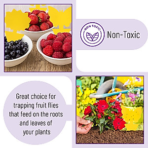 Sticky Fruit Fly Trap, 13 pcs, Fungus Gnat Sticky Trap with Shovel, Fly Traps for Indoors and Outdoor, Fruit Fly Killer, Gnat Sticky Traps for Plants, Fungus Gnat Killer