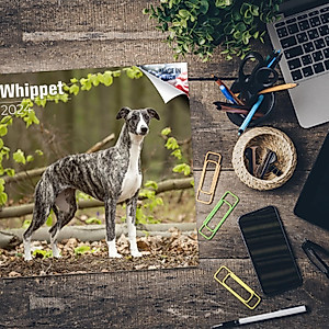 2023 2024 Whippet Calendar - Dog Breed Monthly Wall Calendar - 12 x 24 Open - Thick No-Bleed Paper - Giftable - Academic Teacher's Planner Calendar Organizing & Planning - Made in USA
