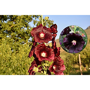 700+ Hollyhock Seeds for Planting (Alcea rosea) Perennial Flower Seeds Non GMO Heirloom Dark Red Red Pink Yellow and Orange Hollyhock Flower
