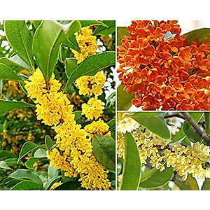 15+ Mixed Osmanthus Flower Seeds Yellow Orange Perennial Tree Shrub Bonsai Fragrant Osmanthus fragrans