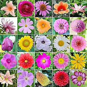 Bee and Butterfly Wildflower Seeds - Bulk Flower Seed Mix with Over 30,000 Premium Seeds- Stunning Blooms - Attracts Pollinators, Bees, Butterflies - Perennial, Annual