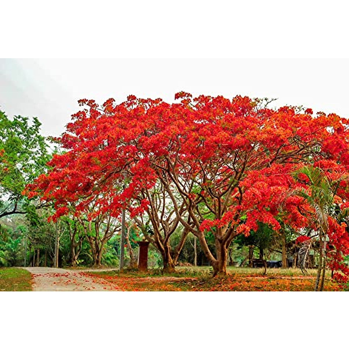 25 Seeds Delonix regia - Royal Poinciana Flamboyant Flame Tree