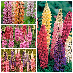 Seed Needs, Mixed Lupine Russell Seeds - 250 Heirloom Seeds for Planting Lupinus polyphyllus - Profuse Colorful Blooms for a Butterfly Garden, Attracts Pollinators (1 Pack)
