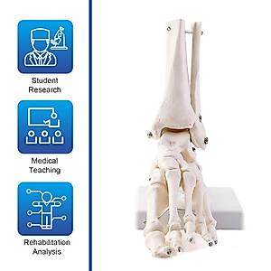 LYOU Human Foot Skeletal Model, Anatomical Model of Foot Bones with Fibula, Tibia, Tarsus, Metatarsal and Phalanges, Wire Articulation Designed to Simulate Natural Motion