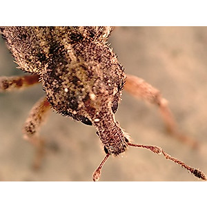 Celestron 44314 FlipView Handheld LCD Microscope (Grey)