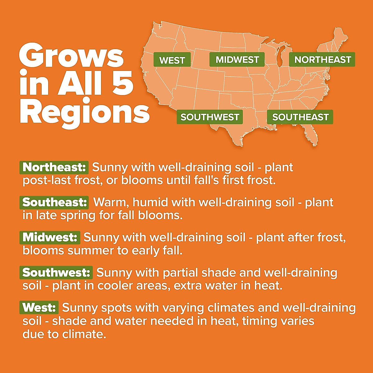 HOME GROWN Crackerjack Marigold Seeds | 4.25oz / 35,000 Flower Seeds Planting Outdoor | Large Bulk Pack | Non-GMO, High Germination, USA Sourced Wildflower Seeds | Companion Planting