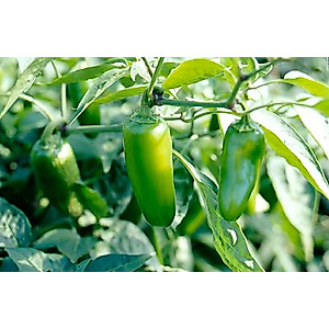 Green Jalapeno Plant - Three (3) Live Plants - Each 75 Days Old - Not in Pots - Hot Pepper Range Between 2,500 and 8,000 SHU for Planting in Your Organic Garden