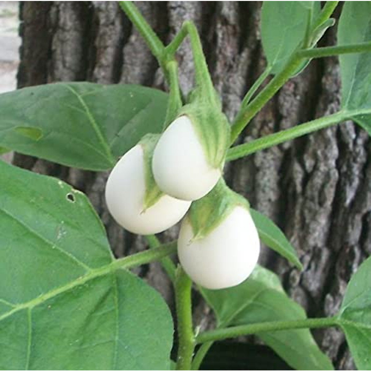 CHUXAY GARDEN 30 Seeds Easter Eggplant, Solanum Ovigerum,Ornamental Eggplant Fresh Vegetables Delicious Healthy Vegetable Gardening Gifts Great for Garden