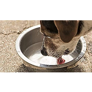 Bladder Support for Dogs - Dogs Urinary Tract Support - Maintain Health Function - CHEWABLE - uva Ursi for Dogs - - dog supplements & vitamins - dog vitamins and multivitamins - 90 Treats (1 Bottle)