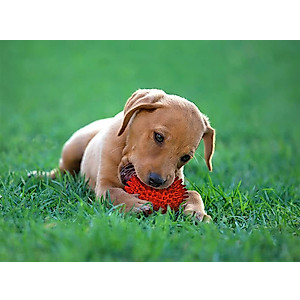 PetSport 2" Gorilla Spiky Ball Floating Dog Toy - Small | Vanilla Scented Super Durable TPR Rubber | Ultra Light, Strong & Bouncy | Play Fetch with Your Pet, Colors Will Vary