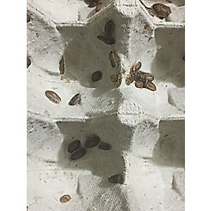 Bad Ass Bugs 250 Small Dubia Roaches