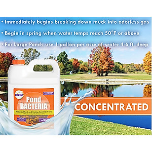 PondWorx Pond Bacteria and Water Clear- Formulated for Large Ponds, Water Features and Safe for Koi, Improves Water Quality- Gallon