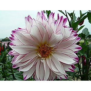 120+ Mixed Rare Dahlia Flower Seeds Spectacle Perennial Flowers Plant for Bonsai in Home Garden