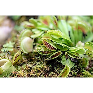 Altman Plants, Live Venus Fly Trap Live Plant, Live Venus Flytrap Live Plants Indoor in Venus Fly Trap Soil, Indoor Plants Live Houseplants in Venus Fly Trap Pot, Venus Fly Trap Plant House Plants