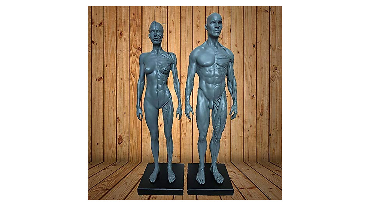 Detailed 30cm Male & Female Anatomy Figure for Artists