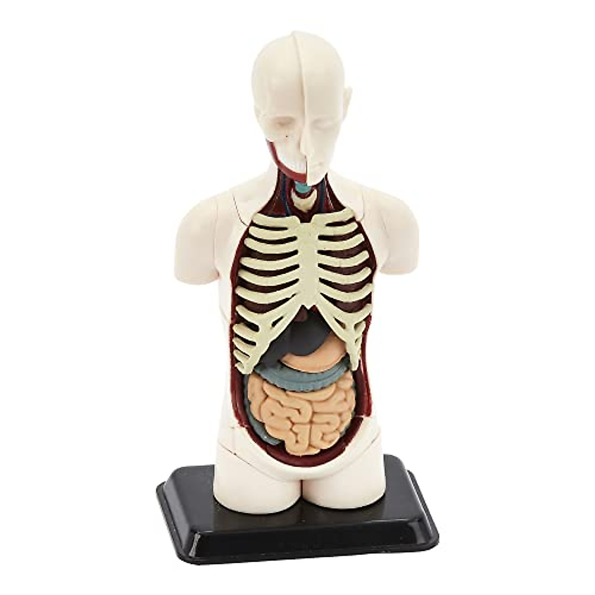 Human Anatomy Model | 32 Piece Human Body Puzzle | Perfect for Anatomy Study | Build Your Own Anatomy Museum | Torso Anatomy Model for Learning | Great Gift for Nurse, Dentist, Medical Students