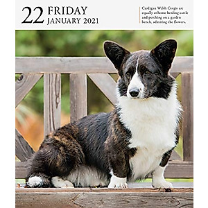 Dog Page-A-Day Gallery Calendar 2021