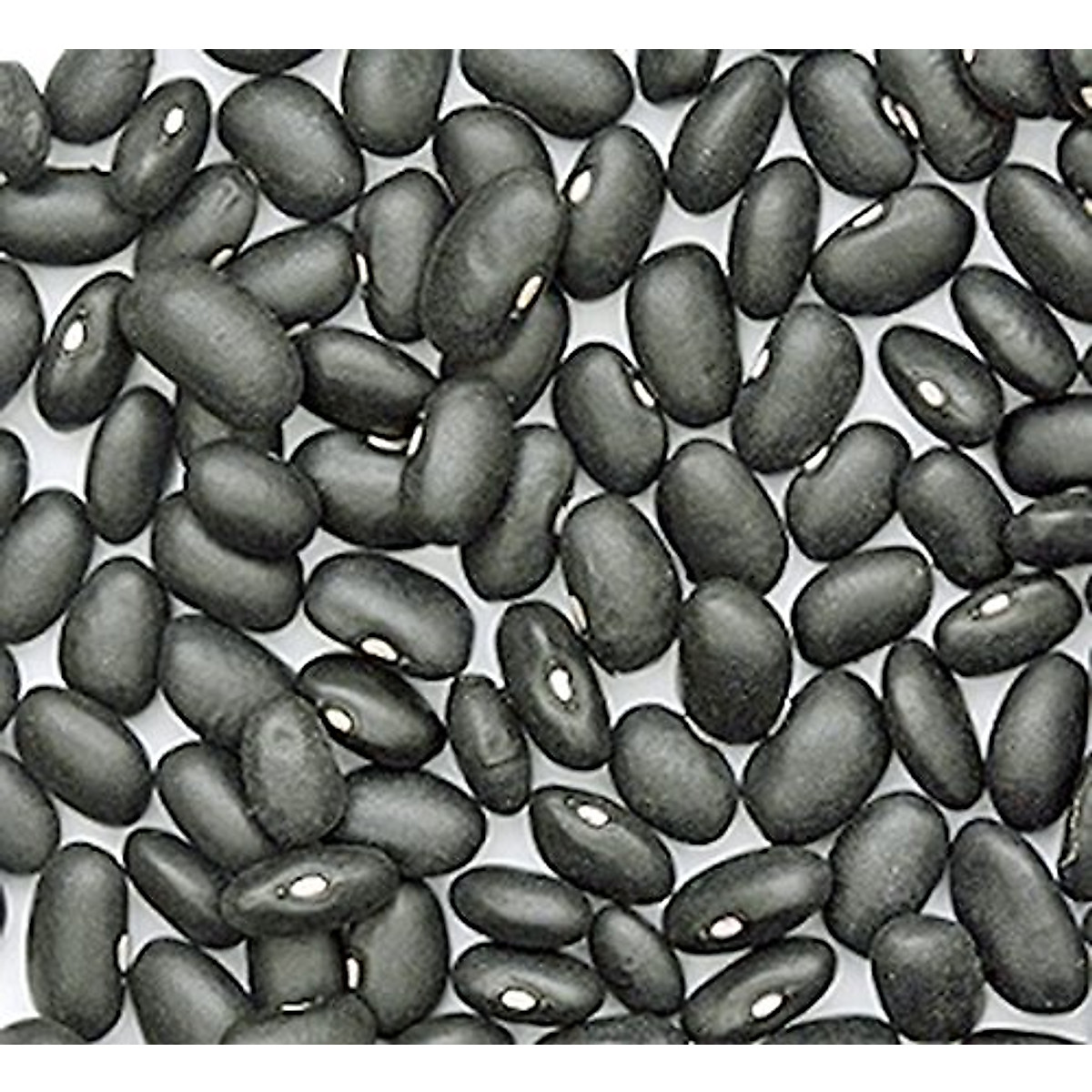 Bean Seed, Black Turtle Bush Bean, Heirloom, Non GMO, 100 Seeds, Terrific Black Beans