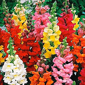 Snapdragon Seed Mix for Planting Dragon Flowers Lion's Mouth Low Height About 1000 Seeds