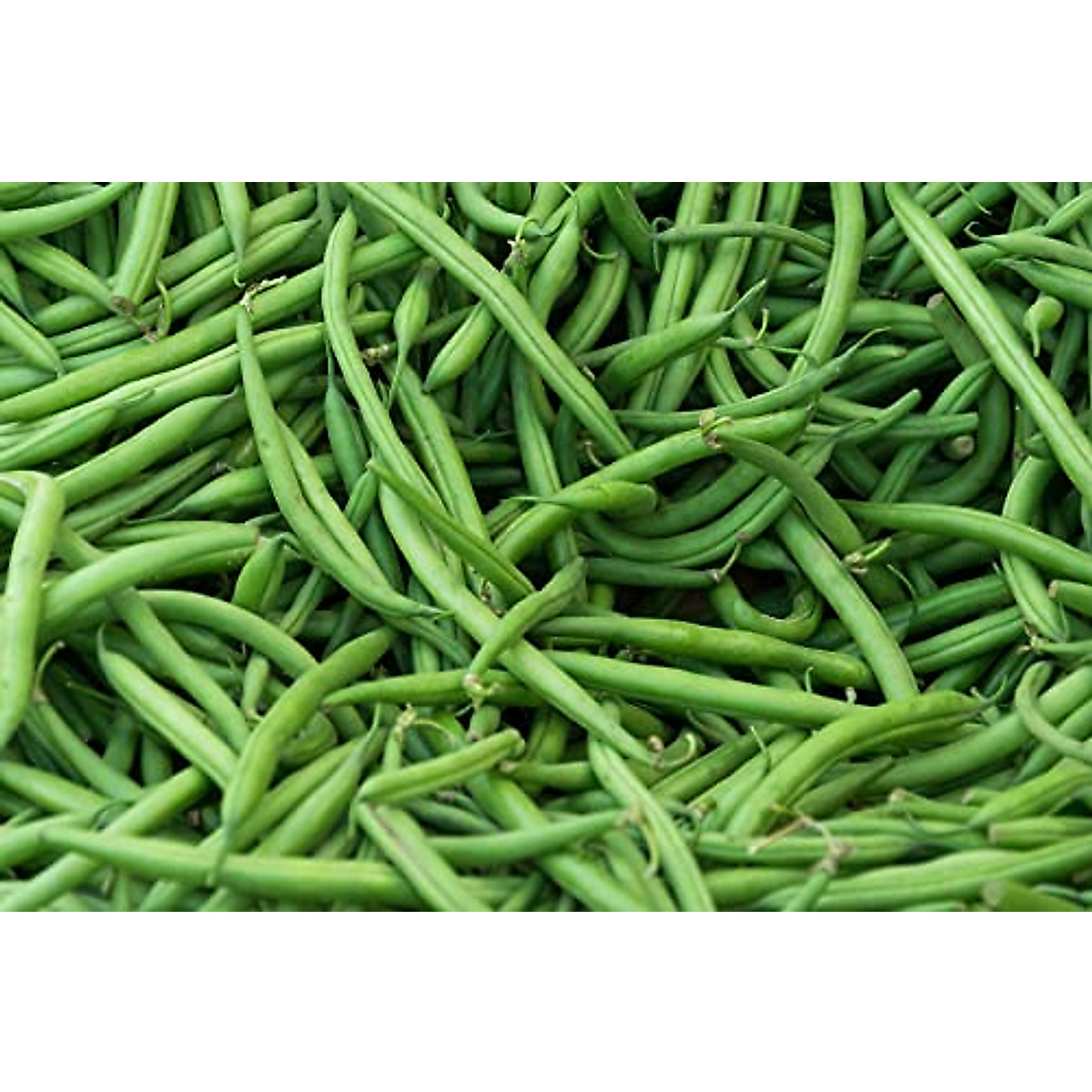 Burpee Stringless Green Bean Seeds for Planting, 50+ Heirloom Seeds Per Packet, (Isla's Garden Seeds), Non GMO Seeds, Botanical Name: Phaseolus vulgaris, 85% Germination Rates, Great Home Garden Gift