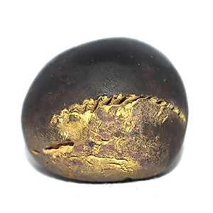Rare Pitambara Shaligram - Gandaki River Nepal