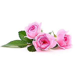 Rose Petal Powder | 8 oz | Make Tea, Smoothies or Lattes | Best Ingredient for Face Mask Too | Soothing Fragrance | Excellent Natural Skin Toner | by Yogi’s Gift®