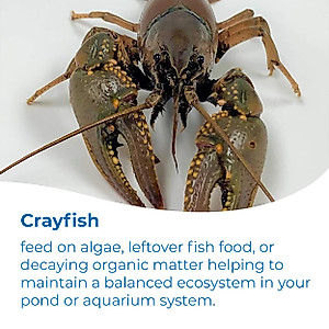 Toledo Goldfish Live Crayfish and Trapdoor Snail Combo, Live Ornamental Species Perfect for Ponds, Tanks or Aquariums - 5 of Each, 10 Total Count