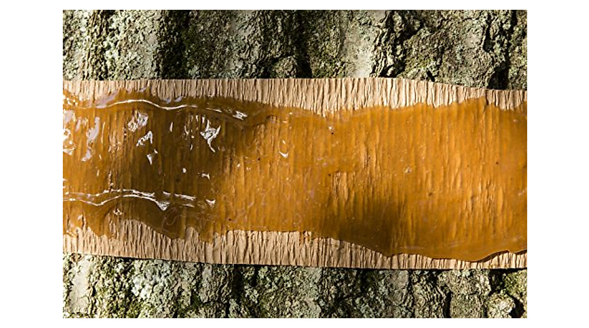 Tanglefoot Insect Barrier - 15 oz. Sticky Solution