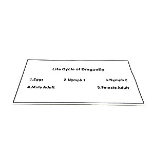 Lifecycle of a Dragonfly Science Classroom Specimens for Science Education