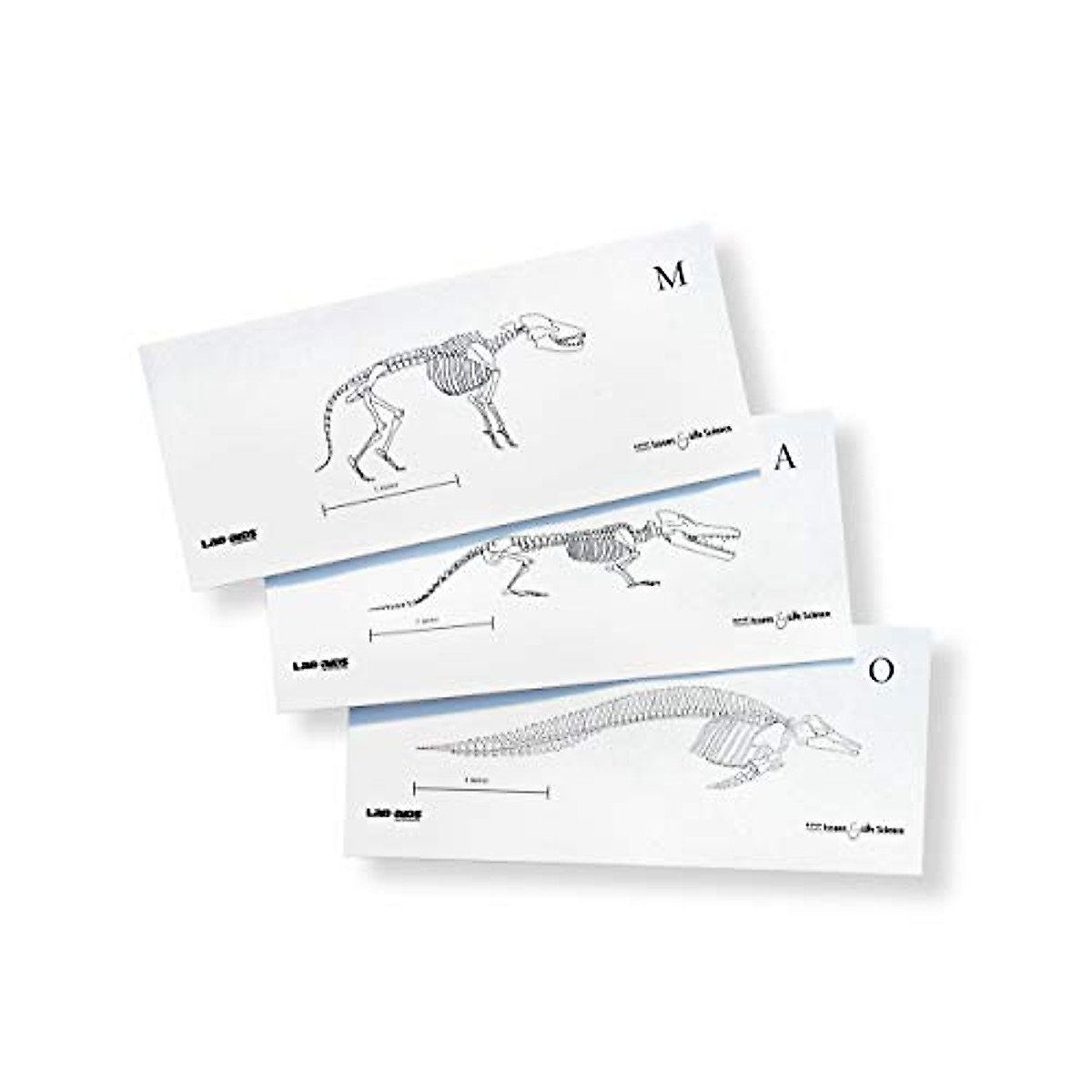 Lab-Aids Evolution: Examining Fossil and DNA Evidence (Developed by SEPUP) Kit 903S